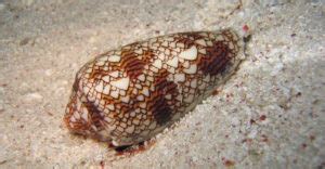 12 Things You Should Know About Cone Snails Before Picking Up Their