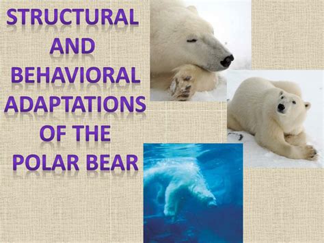 Structural Vs Behavioral Adaptations
