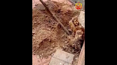 အိမ်နေရံပေါ်မှာ ကပ်နေတဲ့ နွယ်ပင်ကို ရှင်းလင်းရတဲ့ အကြောင်းအရင်း Gabarentertainment