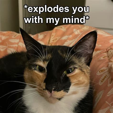 Biscuit And Muffin Fun Fact Biscuit Can Actually Explode People