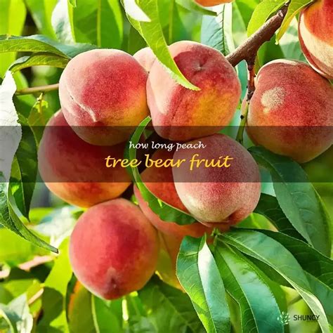 How Long A Peach Tree Bears Fruit Timeline And Expectations Shuncy