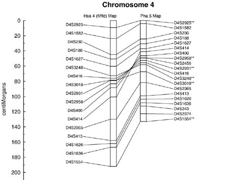 Human Microsatellite Marker Loci Locations On Genetic Linkage Map Of