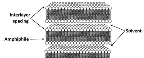 The Structure Of A Lamellar Lyotropic Mesophase Consists Of Surfactant