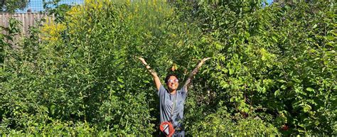 Tiny Forest Super Tiny Super Powerful