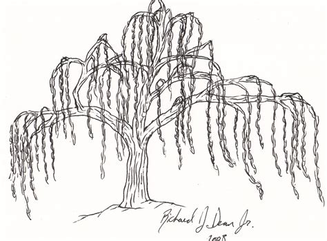 Weeping Willow Tree Drawing At Explore Collection