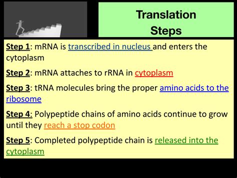 Protein Synthesis Steps