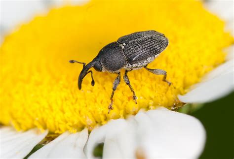 Zen Through A Lens Cute As A Bug