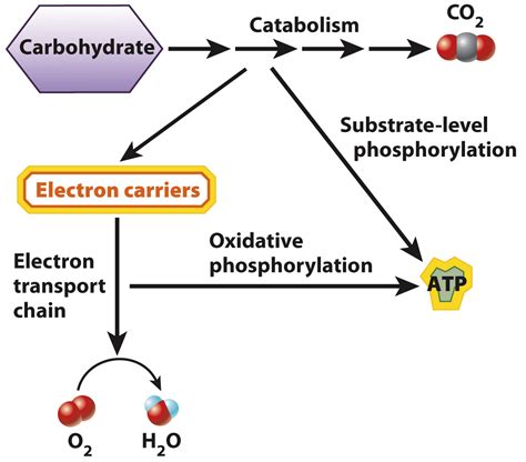 Cellular Respiration Diagram