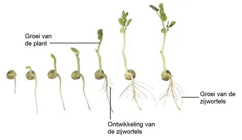 18 Voortplanting Bij Zaadplanten K12 Generaties Bovenbouw Vmbo