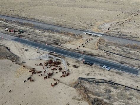 Usdot Initiates Wildlife Vehicle Collision Prevention Project