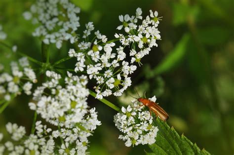 롱혼 딱정벌레 곤충 Pixabay의 무료 사진 Pixabay