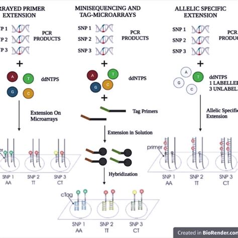 Array Hybridization A Microarray Format For Typing Multiple Snps By Download Scientific