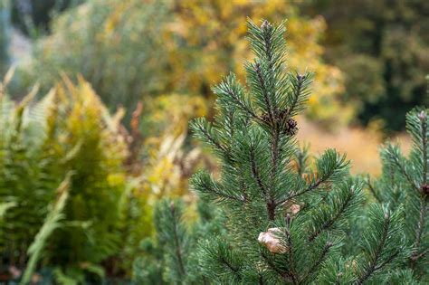 Dwarf Mugo Pine Care And Growing Guide