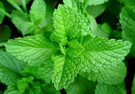 Nigerian Style Recipes That Incorporate Basil Leaves Efirin Aace Foods