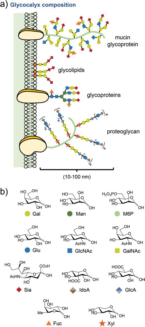 Glycolipids And Glycoproteins