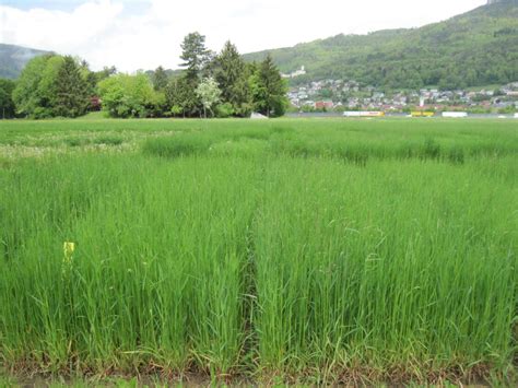 Tall And Golden Oat Grass Few New Good Varieties Agrarforschung Schweiz