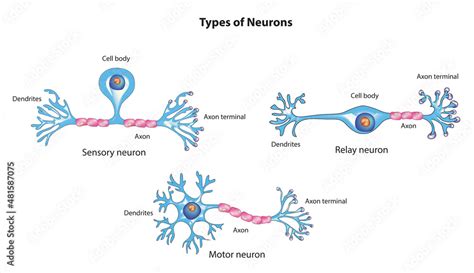 Bipolar Neuron Labeled