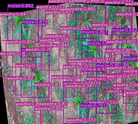 助力智能化农田作物除草，基于轻量级yolov8n开发构建农田作物场景下玉米苗、杂草检测识别分析系统yolov8n主要应用于哪里 Csdn博客