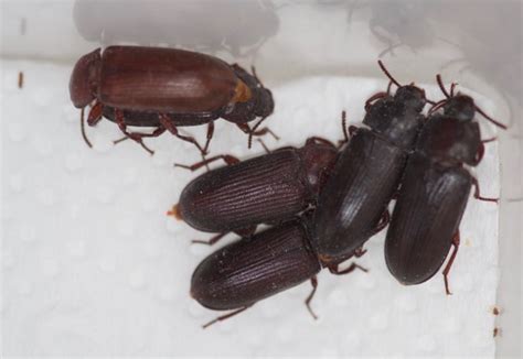 Yellow Mealworm Beetle