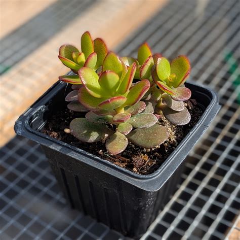 Crassula Ovata Mini Jade 4 Inch ~ Aventura Gardens