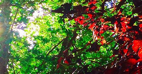 Leaf Fall Down Album On Imgur