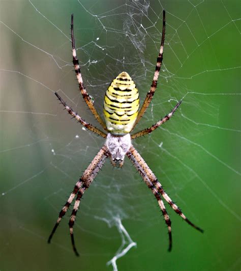 Tube Web Spider The False Widow Spider