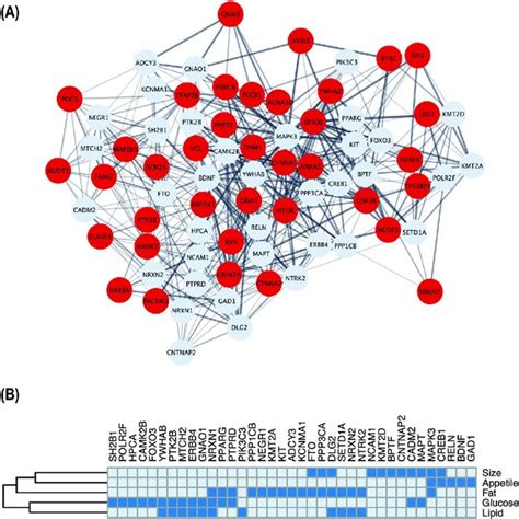 Schematic Illustration Of 23 Key Obesity Genes And 78 Fda Approved