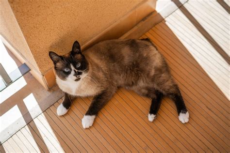 13 Beautiful Snowshoe Cat Colors And Coat Patterns Youll Fall In Love With
