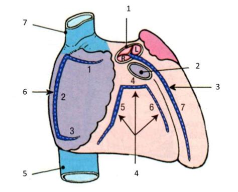 Right Atrium Right Ventricle And Left Ventricle Of The Heart Primer