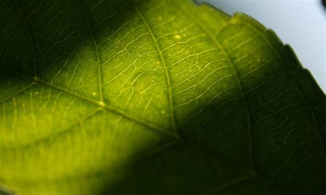 Cyclone Proofing Your Garden Yuruga Nursery