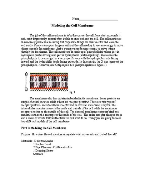 Modeling The Cell Membrane Organizer For 7th 12th Grade Lesson Planet