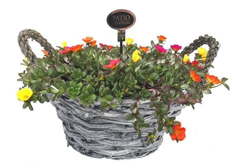 Arrangement Portulaca — Plant Wholesale Floraccess