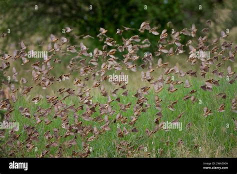 Red Billed Quelea Quelea Quelea Flock Red Billed Queleas Flying In A