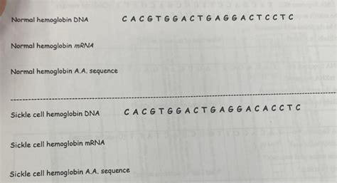 Solved Normal Hemoglobin Dna C A C G T G G A C T G A G G A C T C C T C Normal Hemoglobin Mrna N