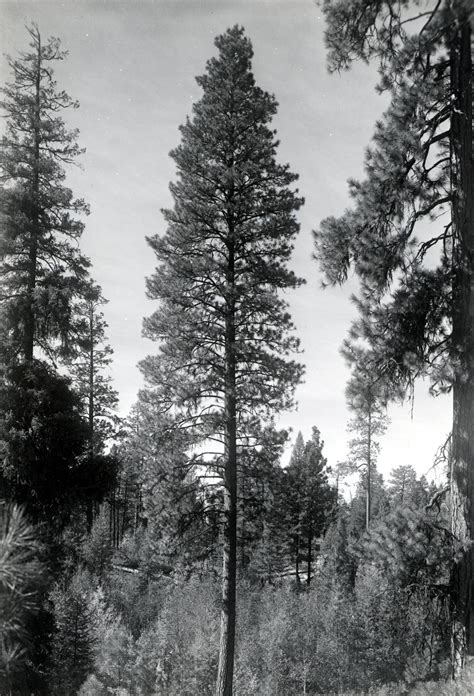 1946 Class 3a Keen Ponderosa Pine Tree Classification Risk 1