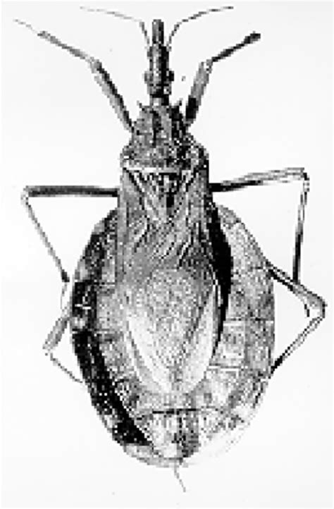 Triatoma Bassolsae Sp N Macho Download Scientific Diagram