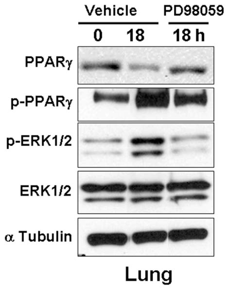 Phosphorylation Of Extracellular Signal Regulated Kinase Erk 1 2 Is