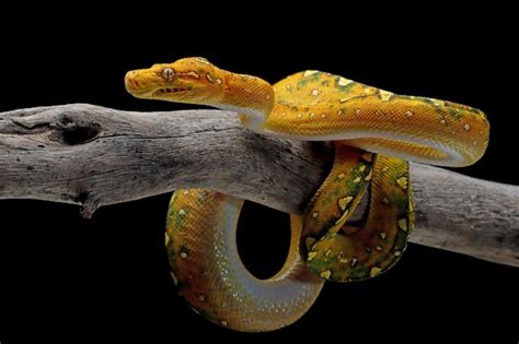 Tree Python Snake Images Free Download On Freepik