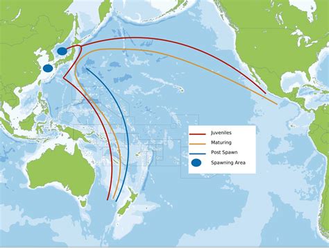 Bluefin Tuna Migration Explained