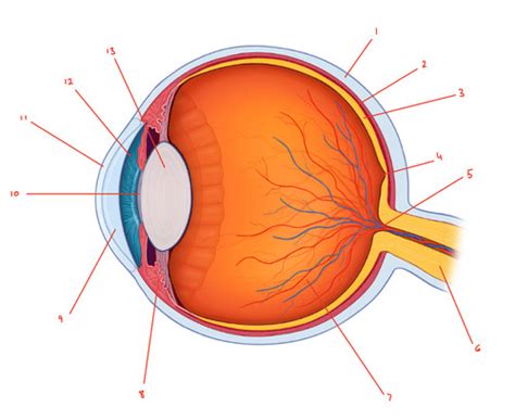 Special Senses Flashcards Quizlet