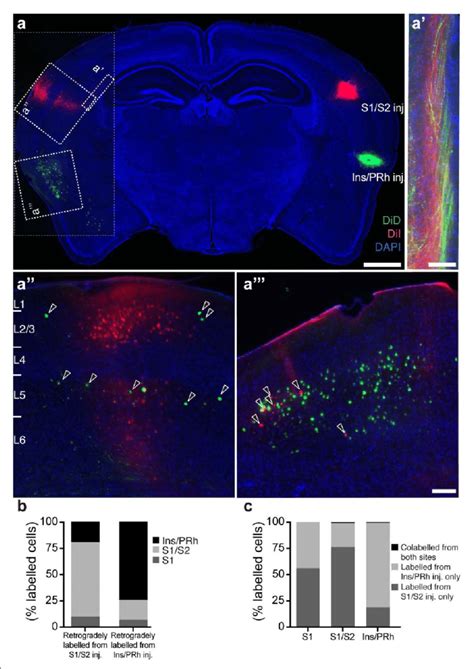 Cellular Origins Of S1s2 And Insprh Callosal Projections Retrograde Download Scientific