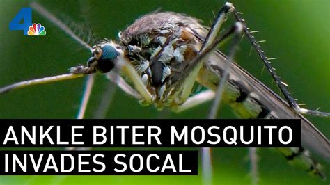 Socal Sees Ankle Biter Mosquito Invasion Nbcla Youtube