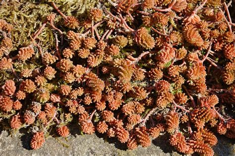 Tasteless Stonecrop Sedum Sexangulare Plant Stock Image Image Of