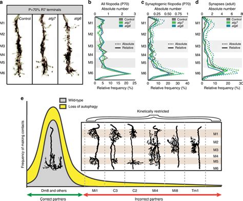 Loss Of Autophagy Recruits Incorrect Synaptic Partners By Lowering An Download Scientific