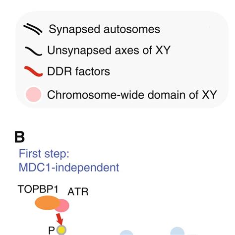 Models Of The Initiation Of Meiotic Sex Chromosome Inactivation Msci Download Scientific