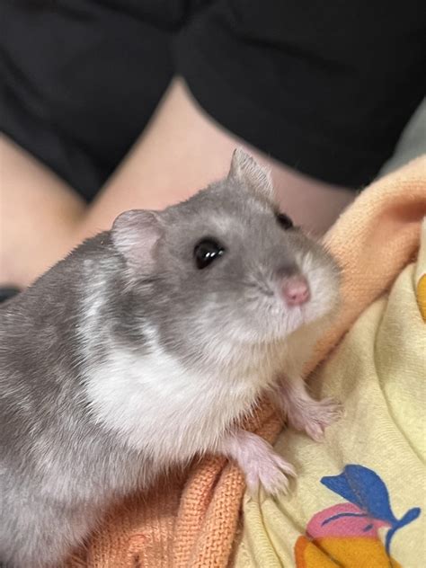 Our 3 Year Old Looking For Snacks R Hamster