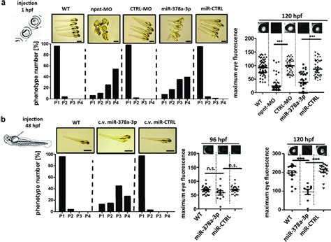 Nephronectin Npnt Knockdown By Morpholino Mo Or Injection Of