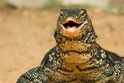Monitor Lizard Invasive Species At Peggy Bradley Blog