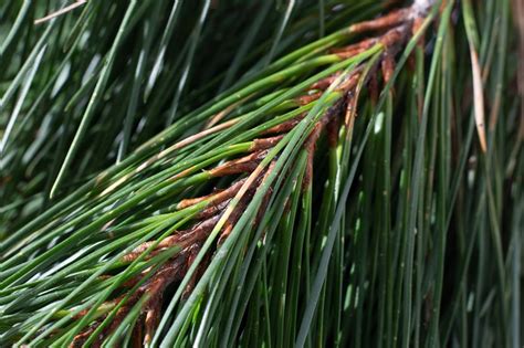 Understanding Forestry Greenplan