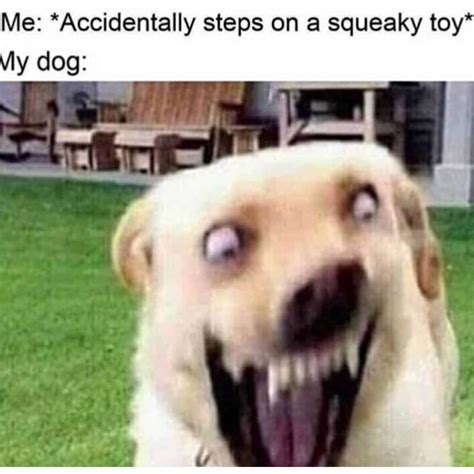40 Animal Jokes Ideas Animal Jokes Funny Animal Memes Funny Animal